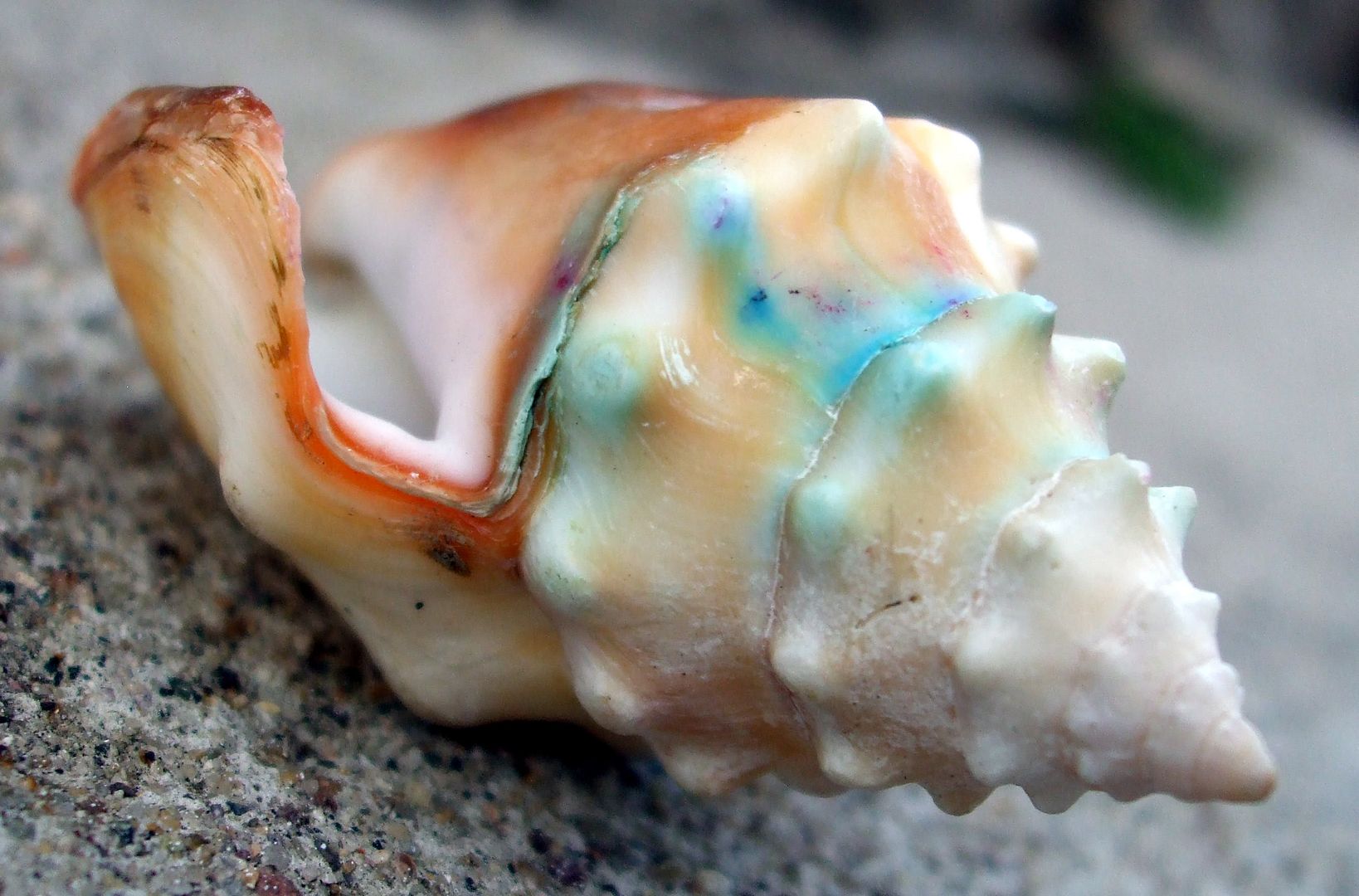 Conch Animated Gifs | Photobucket